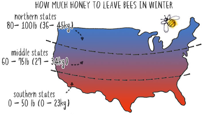 What Happens to Honey Bees in the Winter?