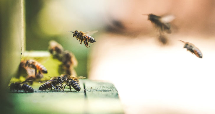 Best Honey Bees for Beginners | Beekeeping Insider
