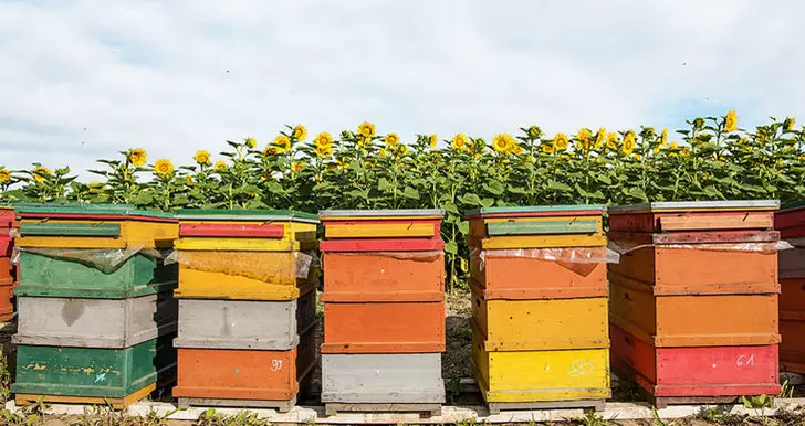 Queenless Hives (What To Do To Save Your Bees!) | Beekeeping Insider