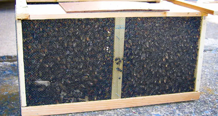 Installing Package Bees in a New Hive | Beekeeping Insider