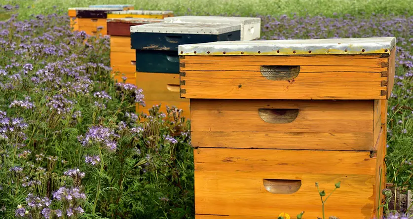What Direction Should a Beehive Face Anyway? (And Why) | Beekeeping Insider