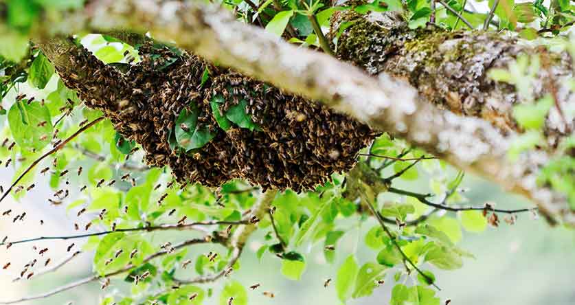 What Time of Day do Bees Swarm? (The Truth Uncovered) | Beekeeping Insider
