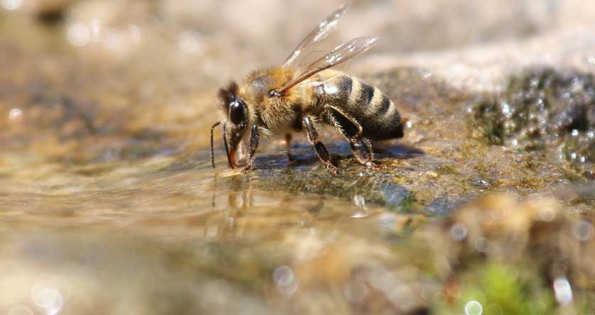 Providing Water For Bees Without The Drowning Risk (Saving Bees ...