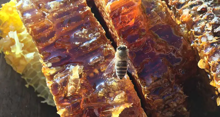 What To Do With Honey From A Dead Hive (Be Careful!) | Beekeeping Insider