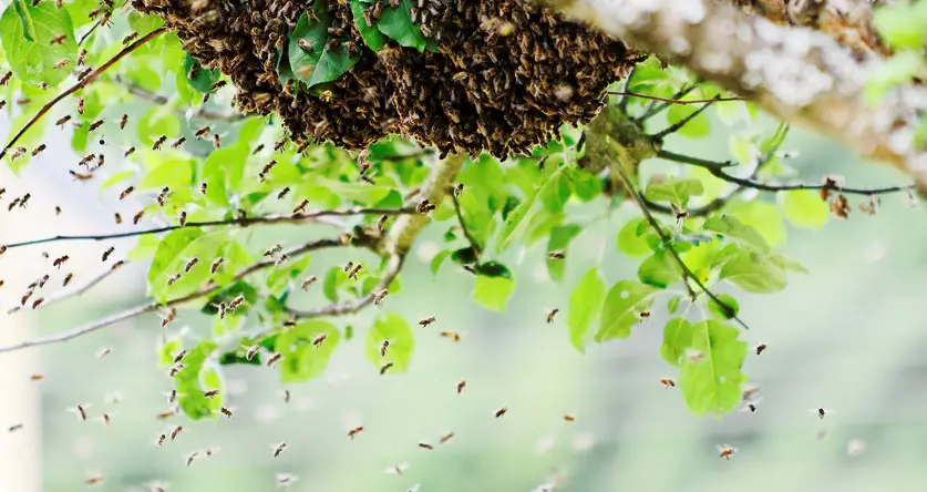 Bee Swarming Signs (What To Look For!) | Beekeeping Insider