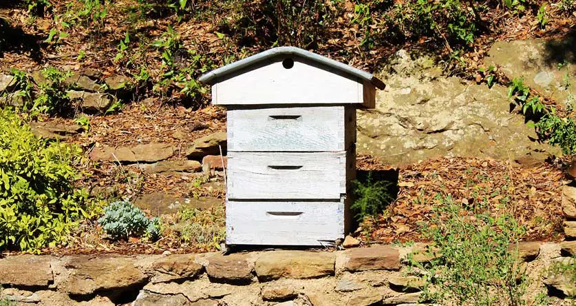 Can You Leave A Beehive Alone? | Beekeeping Insider