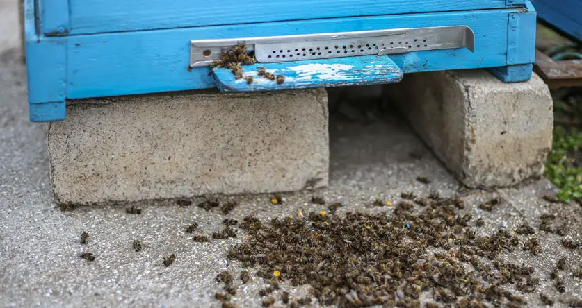 Dead Bees Outside The Hive (Should You Worry?) | Beekeeping Insider