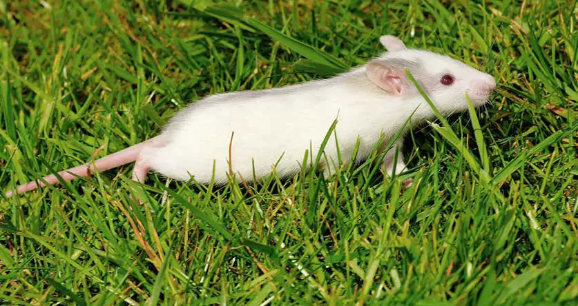 Do Beehives Attract Rats? | Beekeeping Insider