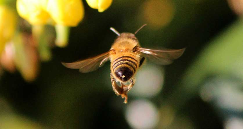 Do Queen Bees Leave The Hive? (Here's The Answer!) | Beekeeping Insider