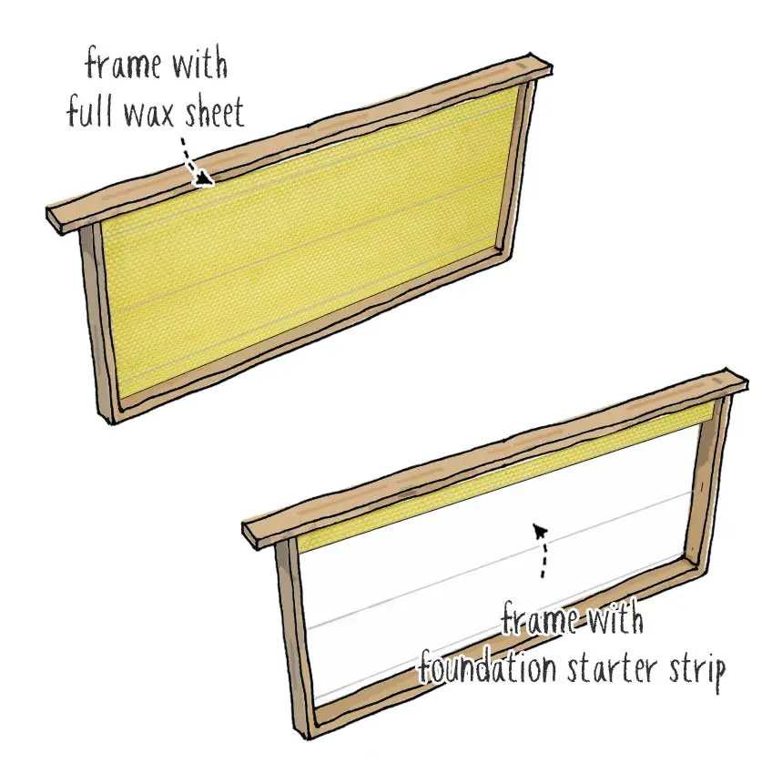 Foundation vs. Foundationless Beekeeping (What You Need to Know!)