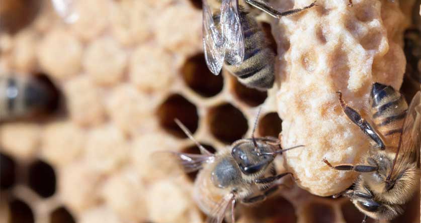 Queen Cells in My Hive (Don't Panic!) | Beekeeping Insider