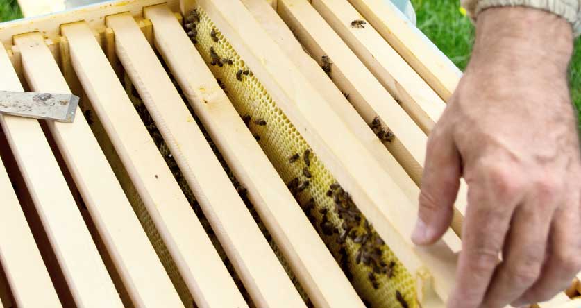 When To Move Bees From A Nuc To A Hive (Read This First!) | Beekeeping ...