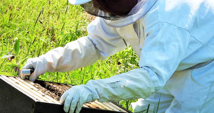 What Do You Do If Your Beehive Smells Bad? | Beekeeping Insider