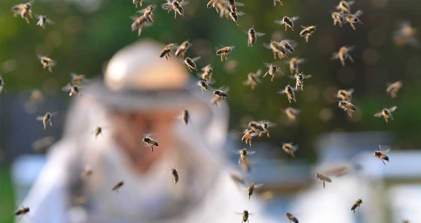 Will Bees Move Into An Empty Hive? (Essential Tips!) | Beekeeping Insider