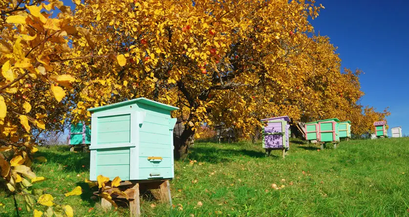 Bees In The Fall (What, Why, And How Of Bees During Autumn ...