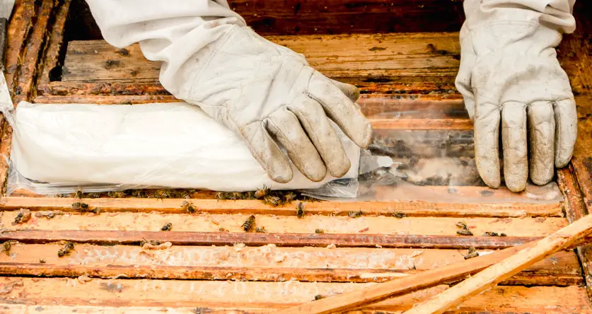 Winter Patties For Bees (What, Why, and How!) | Beekeeping Insider