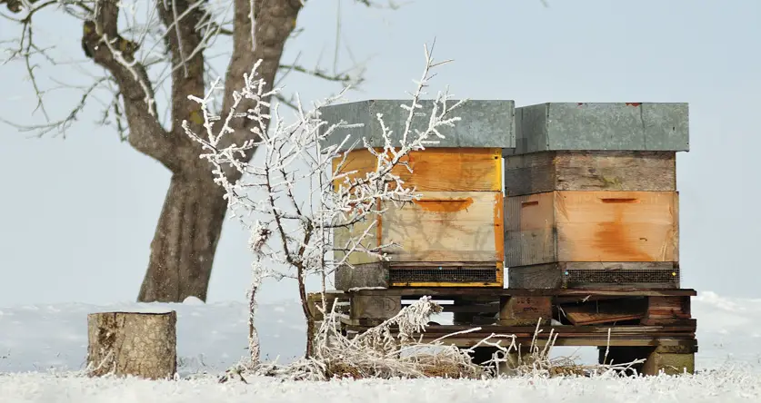 How Much Honey Do Bees Need For Winter? (Complete Guide!) | Beekeeping ...