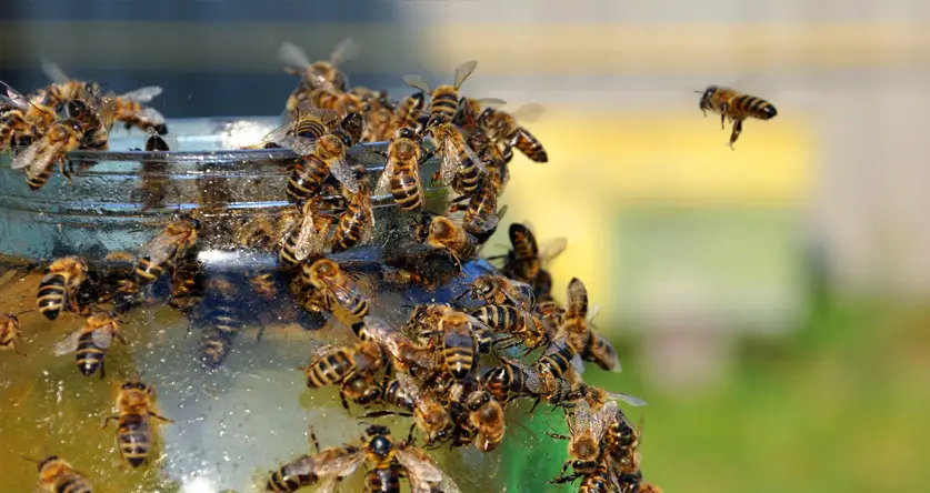 Feeding Old Honey To Bees (Carefully!) | Beekeeping Insider