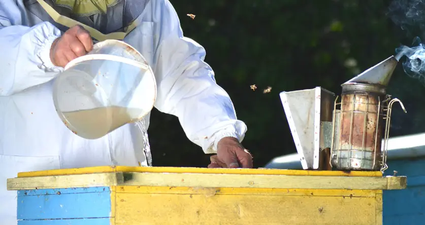 Top Feeders For Bees (All You Need To Know!) | Beekeeping Insider