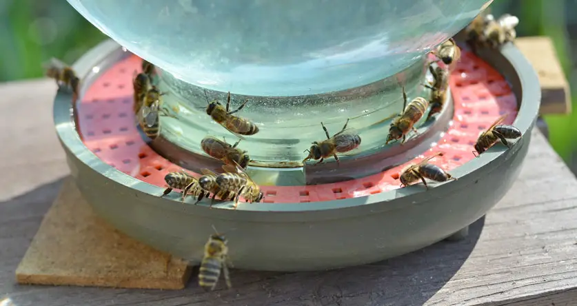 What Type Of Hive Feeder Most Promotes Robbing? | Beekeeping Insider