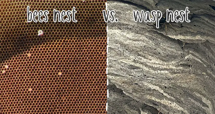 Bee Nest Vs Wasp Nest Secret To Telling The Difference Beekeeping Insider