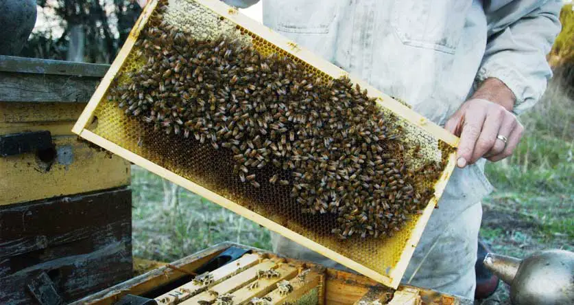 First Spring Hive Inspection And Maintenance (Vital Tips!) | Beekeeping ...