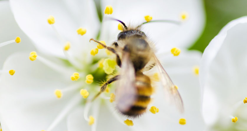 How Do Bees Find Flowers? (The Answer May Surprise You!) | Beekeeping ...