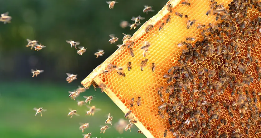 Queenless Hives (What To Do To Save Your Bees!) | Beekeeping Insider