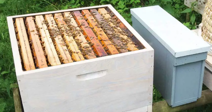 How And When To Split A Hive In Spring (Fail-Safe Guide!) | Beekeeping ...