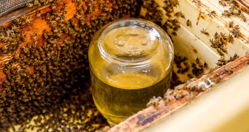 Spring Bee Syrup Recipe (Best Advice!) | Beekeeping Insider