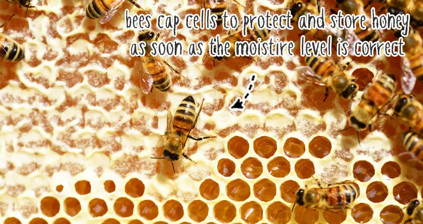 Uncapped Honey (What To Do And What Does It Mean?) | Beekeeping Insider