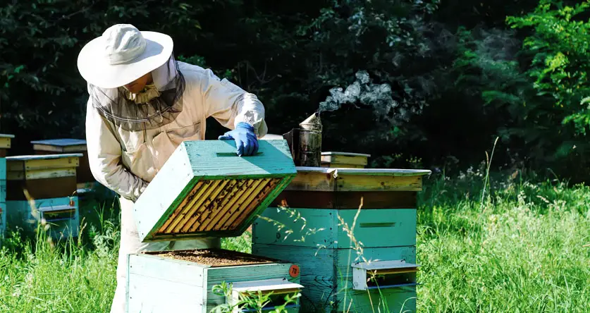 How To Set Up A Beehive (The Right Way!) | Beekeeping Insider